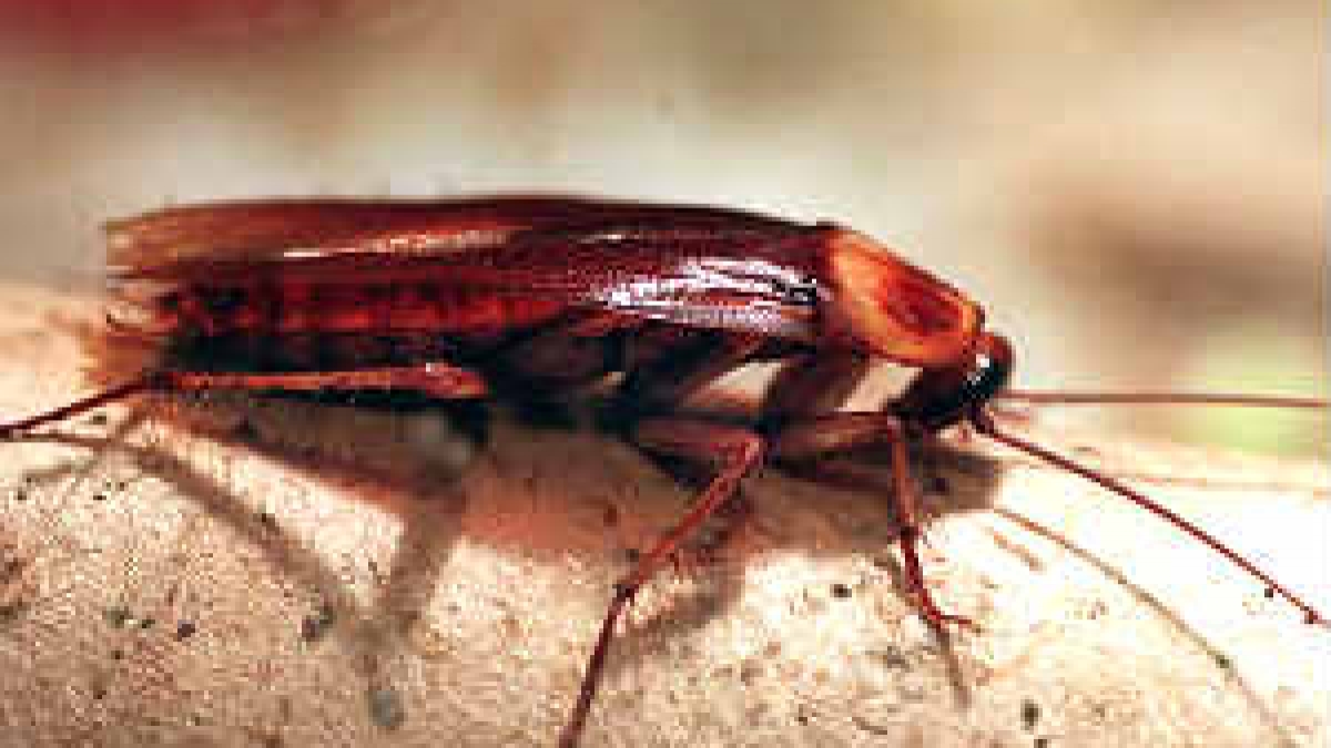 ಯಕ್ಕು! ಜಿರಲೆ ತಿಂದೂ ತಿಂದೇ ಪ್ರಾಣ ಬಿಟ್ಟ ಅಮೆರಿಕದವ | Florida Cockroach ...