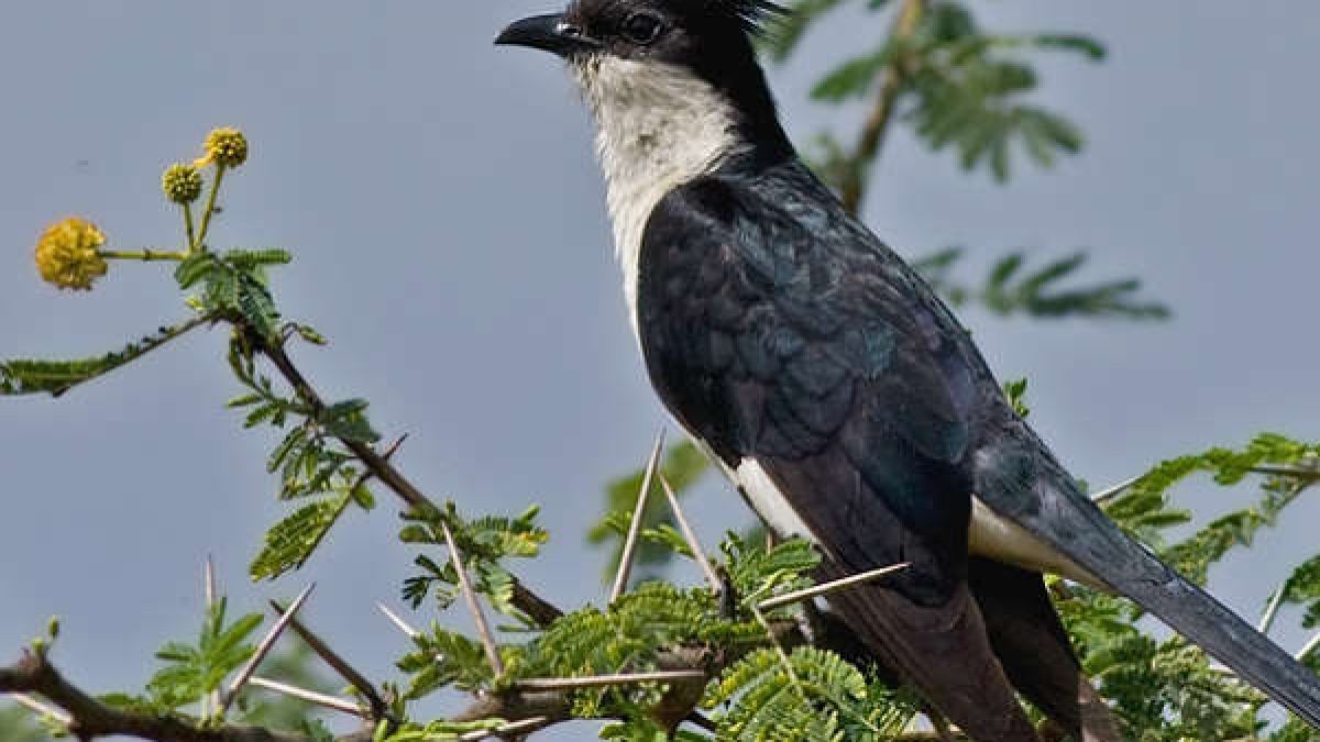 ಚಾತಕ ಪಕ್ಷಿ ಅಂದರೆ ಯಾವುದು ಅಂದ್ಕೊಂಡಿದ್ದೀರಿ!? | Chatak Pakshi Pied Cuckoo ...