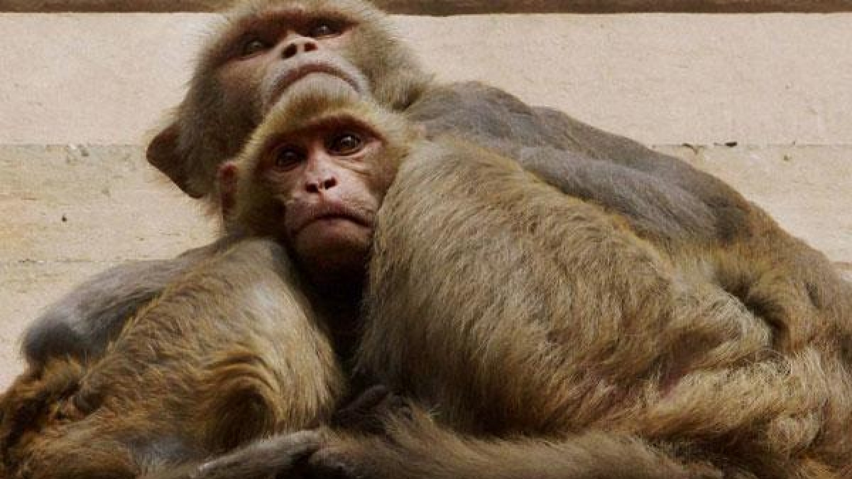 ಚೀನಾ ಸೇನೆ ಸೇರಿಕೊಂಡ್ವು ಮಂಗ್ಯಾಗಳು | China's air force creates a battalion ...