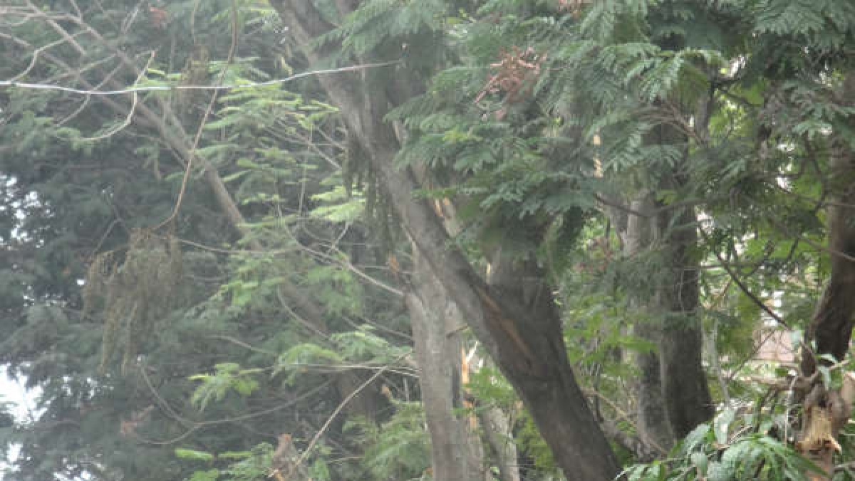 ನಾವು ಎಲ್ಲಿ ಹೋಗಿ ಬಿದ್ದು ಸಾಯಬೇಕು ? ದಯವಿಟ್ಟು ತಿಳಿಸಿ | Tree Fall in ...