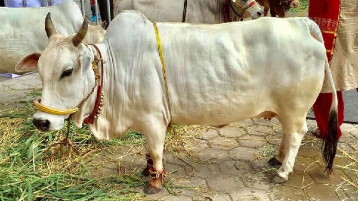 ಈ ಹಸುವಿನ ಹಾಲಿನ ಬೆಲೆ ಲೀಟರ್‌ ಗೆ 250 ರೂಪಾಯಿ! | Punganuru Breed Cow Milk ...
