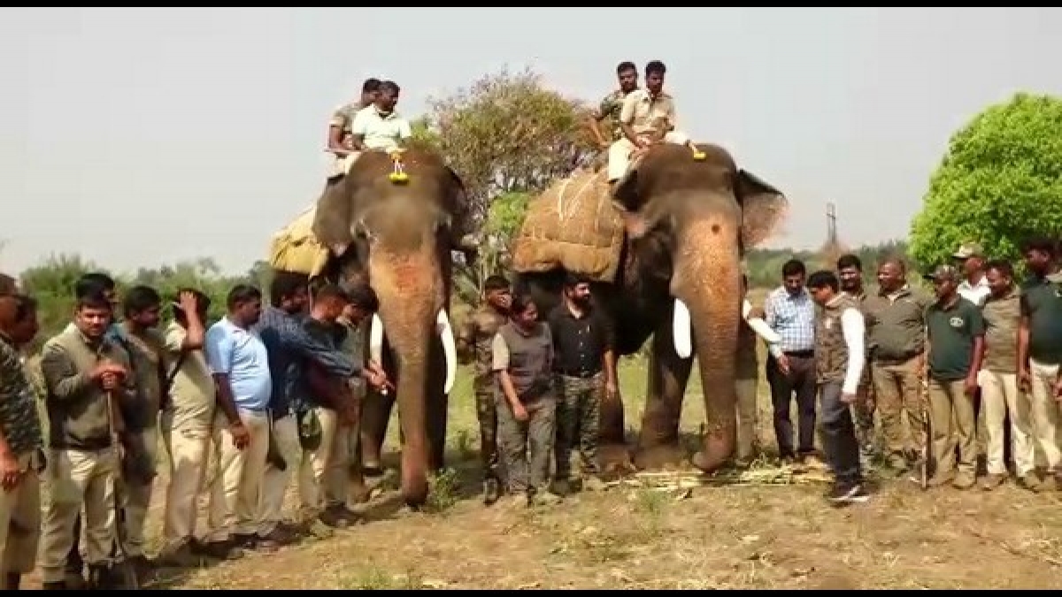 ಚಿಕ್ಕಮಗಳೂರು: ಒಂಟಿ ಸಲಗನ ಆರ್ಭಟ ನಿಯಂತ್ರಿಸಲು ಕಾಫಿನಾಡಿಗೆ ಬಂದ ಅರ್ಜುನ, ಭೀಮ ...