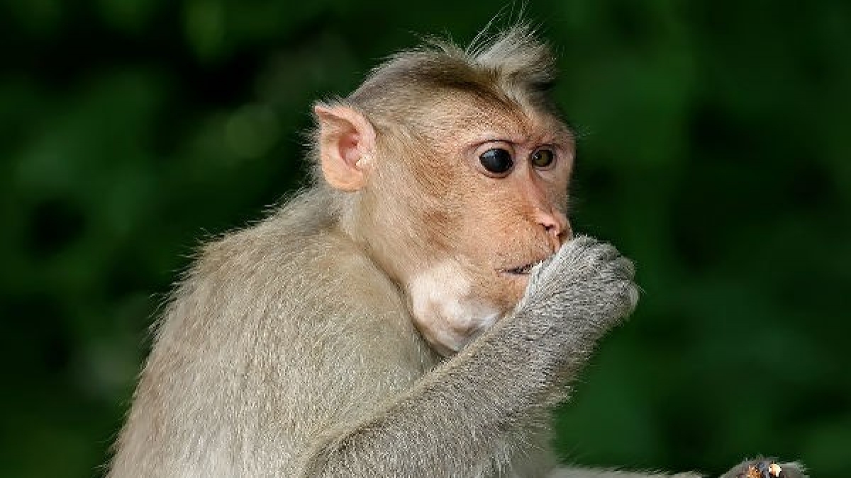 ವಿಡಿಯೋ: ಬ್ರಷ್ ಮತ್ತು ಸೋಪ್ ಬಳಸಿ ಬಟ್ಟೆ ತೊಳೆದ ಮಂಗ | Video: Monkey washing ...