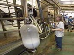 ಹಾಸನದಲ್ಲಿ ಹಾಲಿನ ಡೇರಿ ಕಟ್ಟಲು ವಿಪ್ರೊ ಕೆಲಸ ಬಿಟ್ಟರು... | Wipro techies quit ...