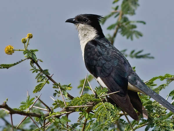ಚಾತಕ ಪಕ್ಷಿ ಅಂದರೆ ಯಾವುದು ಅಂದ್ಕೊಂಡಿದ್ದೀರಿ!? | Chatak Pakshi Pied Cuckoo ...