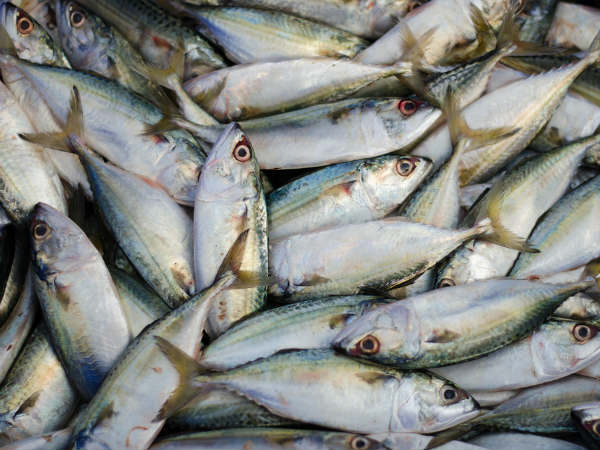 ಮಂಗಳೂರು : ವ್ಯಾಪಾರಿಗಳ ಜಗಳದಲ್ಲಿ ಜನರಿಗೆ ಮೀನಿನ ಲಾಭ | Uppinangady ...