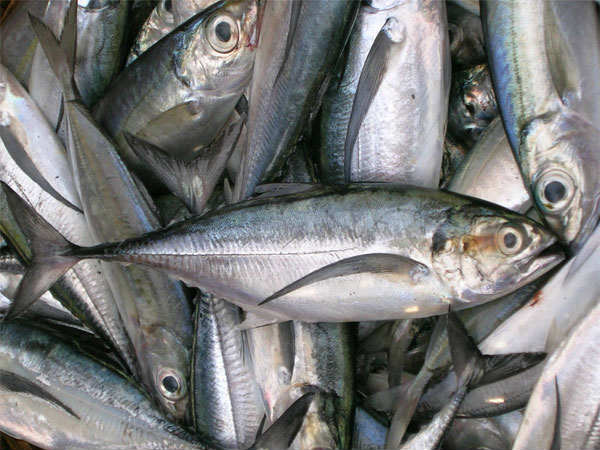 ಕರಾವಳಿಗೆ ಬಂತು ಒಮಾನ್ ಬೂತಾಯಿ ಮೀನು! | Udupi : Rising demand for Buthai ...