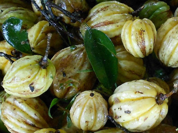 ಮಳೆಗಾಲದ ಕಲ್ಪವೃಕ್ಷ, ರೈತರಿಗೆ ವರದಾನ ಪಣಂಪುಳಿ | Panampuli or Uppage - high ...