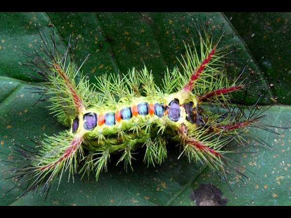 ಮುಂಗಾರು ಮಳೆಯ ಕೊಡಗಿನ ಅತಿಥಿಗಳು! | Kodagu : This Monsoon welcome unique ...
