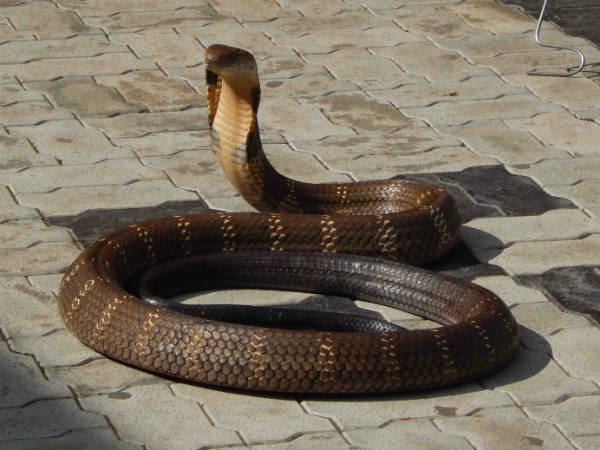 ಭುಸ್ಸೆಂದು.. ಕಾಡಿಂದ ನಾಡಿಗೆ ಬಂದ ಕಾಳಿಂಗ ಸರ್ಪ | A 10 feet huge snake ...