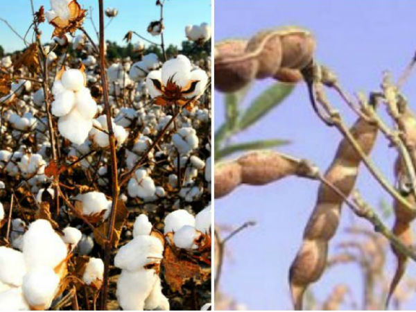 ತೊಗರಿ, ಹತ್ತಿ ಬೆಳೆಯುವ ರೈತರಿಗೆ ಕೆಲವು ಸಲಹೆಗಳು | Continuous rain, Some tips ...