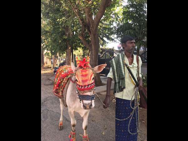 ಮನೆಮನೆಗೆ ಬಂದು ಹರಸುವ ಕೋಲೆ ಬಸವನ ನೋಡಿದಿರಾ? | Kole Basava the tradition of ...