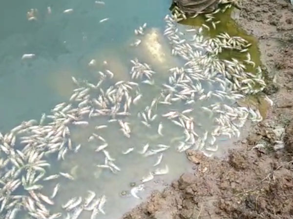 ಹೊಸಾಡು ಗ್ರಾಮದಲ್ಲಿ ಸಿಗಡಿ ಕೃಷಿ ಕೆರೆಗೆ ವಿಷ: 25 ಲಕ್ಷ ರೂ.ನಷ್ಟ | Rs 25 lakhs ...