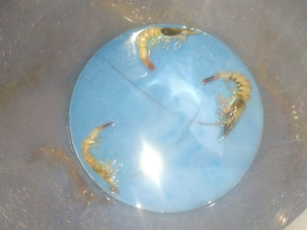 ಹೊಸಾಡು ಗ್ರಾಮದಲ್ಲಿ ಸಿಗಡಿ ಕೃಷಿ ಕೆರೆಗೆ ವಿಷ: 25 ಲಕ್ಷ ರೂ.ನಷ್ಟ | Rs 25 lakhs ...