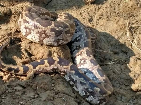 ವೈರಲ್ ವಿಡಿಯೋ: ಮೀಟಿಂಗ್ ನಡೆವಾಗ ಬಿತ್ತು ಐದಡಿ ಉದ್ದದ ಹಾವು! | Viral video: 5 ...