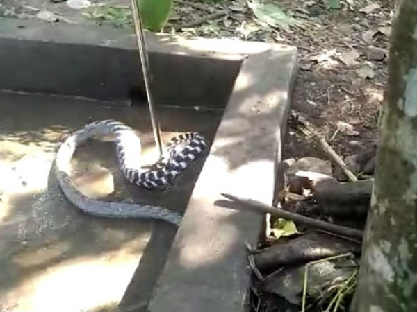 ಬೆದ್ರಕಾಡು ಪ್ರದೇಶಕ್ಕೆ ಬಂದ ವಿಚಿತ್ರ ಬಣ್ಣದ ಹಾವು ಕಂಡು ಬೆದರಿದ ಜನ | Rare ...