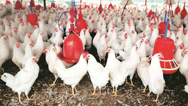 Coronavirus Scare : ಬೆಲೆ ಕುಸಿತ: ಬೆಳಗಾವಿಯಲ್ಲಿ ಕೋಳಿಗಳ ಮಾರಣಹೋಮ - Kannada ...