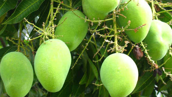 ಮಾವು ಬೆಳೆಯುವ ರೈತರಿಗೆ ಇಸ್ರೇಲ್ ತಂತ್ರಜ್ಞಾನದ ಸಲಹೆಗಳು | Israel Technology ...