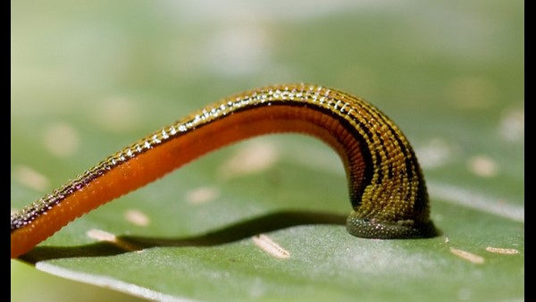 ಮಲೆನಾಡಿನಲ್ಲಿ ರಕ್ತ ಹೀರುವ ಜಿಗಣೆಗಳೇ ಜೀವ ರಕ್ಷಕರು! | Blood-Sucking Leeches ...