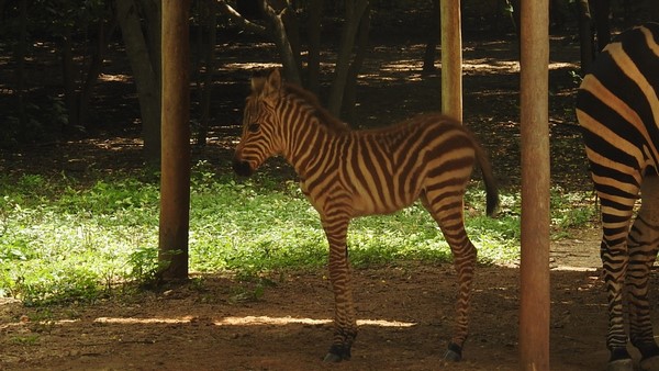 ಮೈಸೂರು: ಜಯಚಾಮರಾಜೇಂದ್ರ ಮೃಗಾಲಯದಲ್ಲಿ ಜೀಬ್ರಾ ಮರಿ ಜನನ | Birth Of A Zebra Cub ...