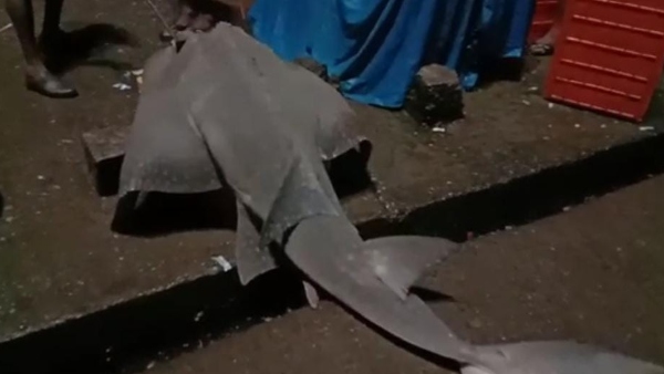 ಮಲ್ಪೆ ಮೀನುಗಾರರ ಬಲೆಗೆ ಬಿದ್ದ ಅಪರೂಪದ ಹೆಲಿಕಾಪ್ಟರ್ ಫಿಶ್! | Udupi: A Rare ...