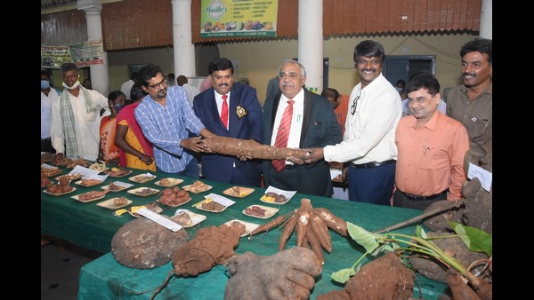ಫೆ.12ರಿಂದ ಮೈಸೂರಿನಲ್ಲಿ ಗೆಡ್ಡೆ- ಗೆಣಸು ಮೇಳಕ್ಕೆ ಚಾಲನೆ | Drive to Tuber ...