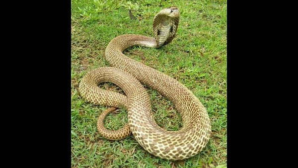 ಫೋಟೋಗಾಗಿ ಹಾವಿನೊಂದಿಗೆ ಸರಸ ಆಡಿದರೆ ಹುಷಾರ್!; ಇನ್ಮುಂದೆ ಉರಗ ರಕ್ಷಕರಿಗೂ ಐಡಿ ...