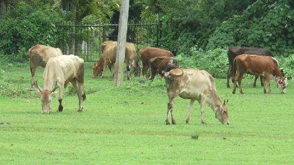 17 ಎಕರೆ ಹುಲ್ಲುಗಾವಲು ಗೋಮಾಳದ ಮೇಲೆ ಸರ್ಕಾರದ ಕಣ್ಣು, ರೈತರ ಆಕ್ರೋಶ ...