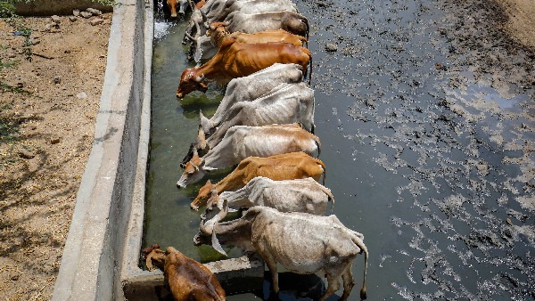 Punyakoti Dattu Yojana : ಕರ್ನಾಟಕದಲ್ಲಿ ಗೋಶಾಲೆಗಳಿಂದ ಹಸುವನ್ನು ದತ್ತು ...