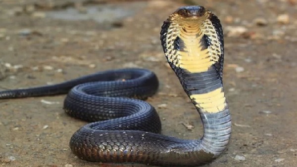 ಇಂದು ವಿಶ್ವ ಉರಗ ದಿನ: ಇತಿಹಾಸ, ಮಹತ್ವ ತಿಳಿಯಿರಿ | World Snakes Day 2022 Date ...