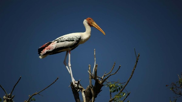 ಮಂಡ್ಯ: ಹೆಜ್ಜಾರ್ಲೆ ಪಕ್ಷಿಗೆ ಜಿಪಿಎಸ್ ಅಳವಡಿಸಿದ ವಿಜ್ಞಾನಿಗಳು; ದೇಶದಲ್ಲೇ ಮೊದಲ ...