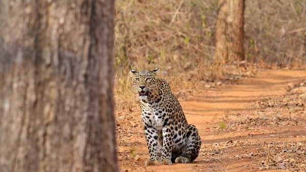 ಬೆಂಗಳೂರು ಬಳಿ ಚಿರತೆ ಪ್ರತ್ಯಕ್ಷ, ಜನರ ಆತಂಕ | Leopard sighting near Bengaluru, people worried ...