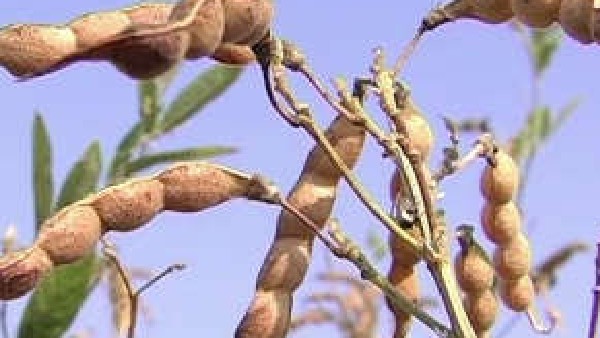 ತೊಗರಿ ಬೆಳೆಗೆ ರೋಗ: ರೈತರಿಗೆ 10,000 ಪರಿಹಾರ ಘೋಷಣೆ: ಸಿಎಂ ಬಸವರಾಜ ಬೊಮ್ಮಾಯಿ ...