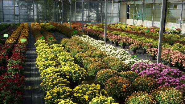 ಶಿವಮೊಗ್ಗ; ಮಾ.17 ರಿಂದ ಕೃಷಿ, ತೋಟಗಾರಿಕೆ ಮೇಳ | Agriculture And Horticulture ...