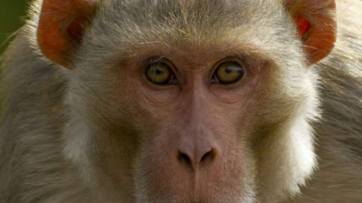 ಚಾಕುವನ್ನು ಹರಿತಗೊಳಿಸುವ ಕೋತಿ: ಲಂಕಾ ದಾಳಿಗೆ ವಾನರಸೇನೆ ತಯಾರಿ ಎಂದ ನೆಟ್ಟಿಗರು ...