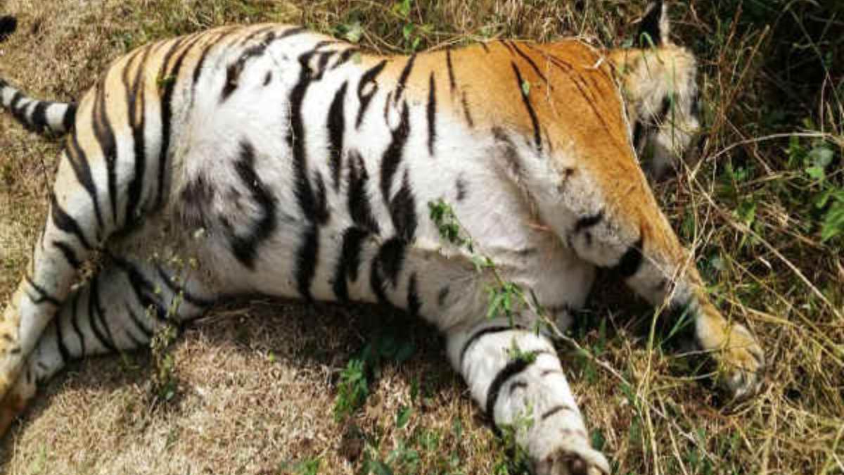 ಭಾರತ: ಜನವರಿ- ಮಾರ್ಚ್‌ ನಡುವೆಯೇ ಹೆಚ್ಚು ಹುಲಿಗಳ ಸಾವು: ಕಾರಣ ಏನು? ಇಲ್ಲಿದೆ ವಿವರ ...