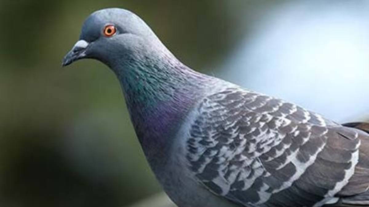 ಅಸ್ತಮಾ ರಾಜಧಾನಿ ಬೆಂಗಳೂರಿನಲ್ಲಿ ಈಗ ಪಾರಿವಾಳಗಳಿಗೂ ಕುತ್ತು- ಇಲ್ಲಿದೆ ವರದಿ, ವಿವರ ...