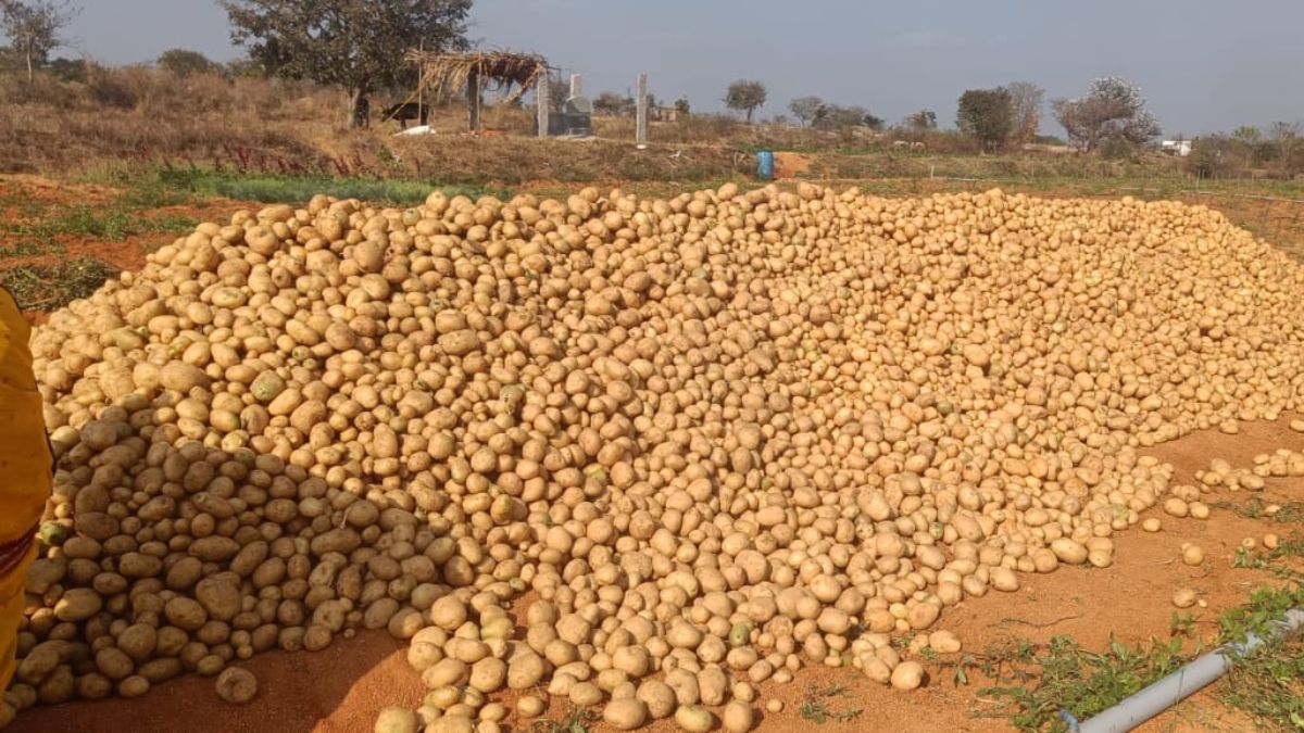 ಆಲೂಗಡ್ಡೆ ಬೆಲೆ ದಿಢೀರ್‌ ಕುಸಿತ: ಸಂಕಷ್ಟದಲ್ಲಿ ಚಿಕ್ಕಬಳ್ಳಾಪುರ ರೈತರು | Potato ...