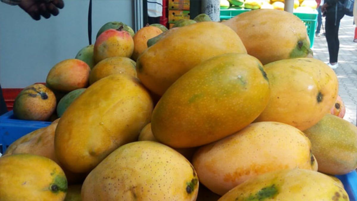 ಹವಾಮಾನ ವೈಪರೀತ್ಯದಿಂದ ಬೆಂಗಳೂರು ಮಾವಿನಹಣ್ಣಿನ ಜಾಗತಿಕ ಮುನ್ನುಗ್ಗುವಿಕೆ ಬ್ರೇಕ್ | Bengaluru: Climate ...