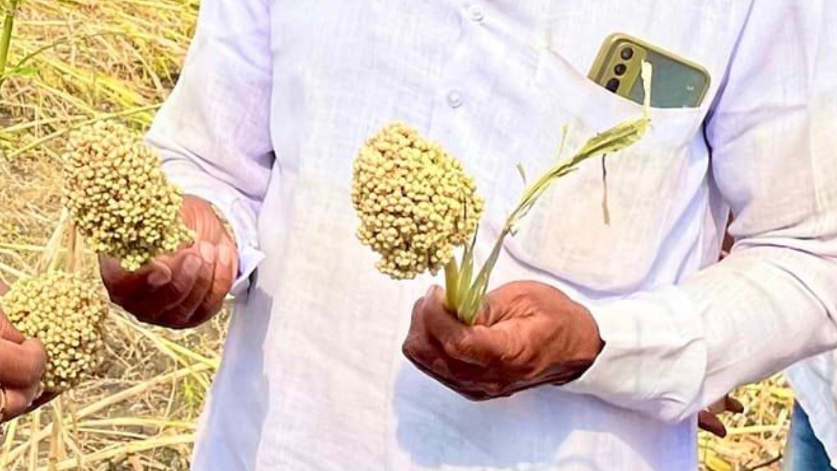 ಬೆಂಬಲ ಬೆಲೆ ಯೋಜನೆಯಡಿ ಕುಸುಬೆ ಉತ್ಪನ್ನ ಖರೀದಿ, ಜೂ. 29ರ ತನಕ ನೋಂದಣಿ | Purchase ...