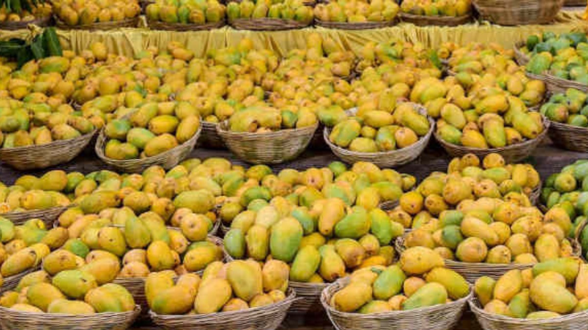 Mango Mela 2023: ಮೇ 26ರಂದು ಮೈಸೂರಿನ ಕುಪ್ಪಣ್ಣ ಪಾರ್ಕ್‌ನಲ್ಲಿ ಮಾವು ಮೇಳಕ್ಕೆ ...