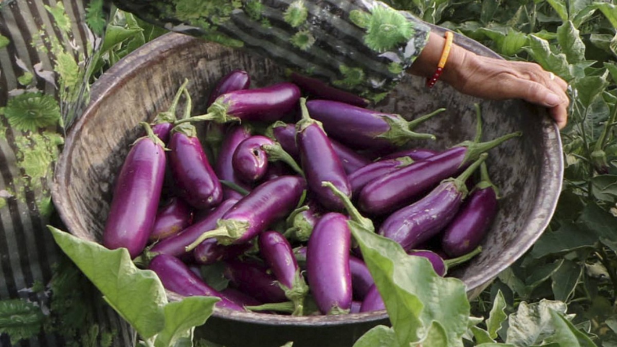 ಮತ್ತೆ ಕರ್ನಾಟಕಕ್ಕೆ ಬರುತ್ತಾ ಬಿಟಿ ಬದನೆಕಾಯಿ? | BT Brinjal Trial Proposal ...