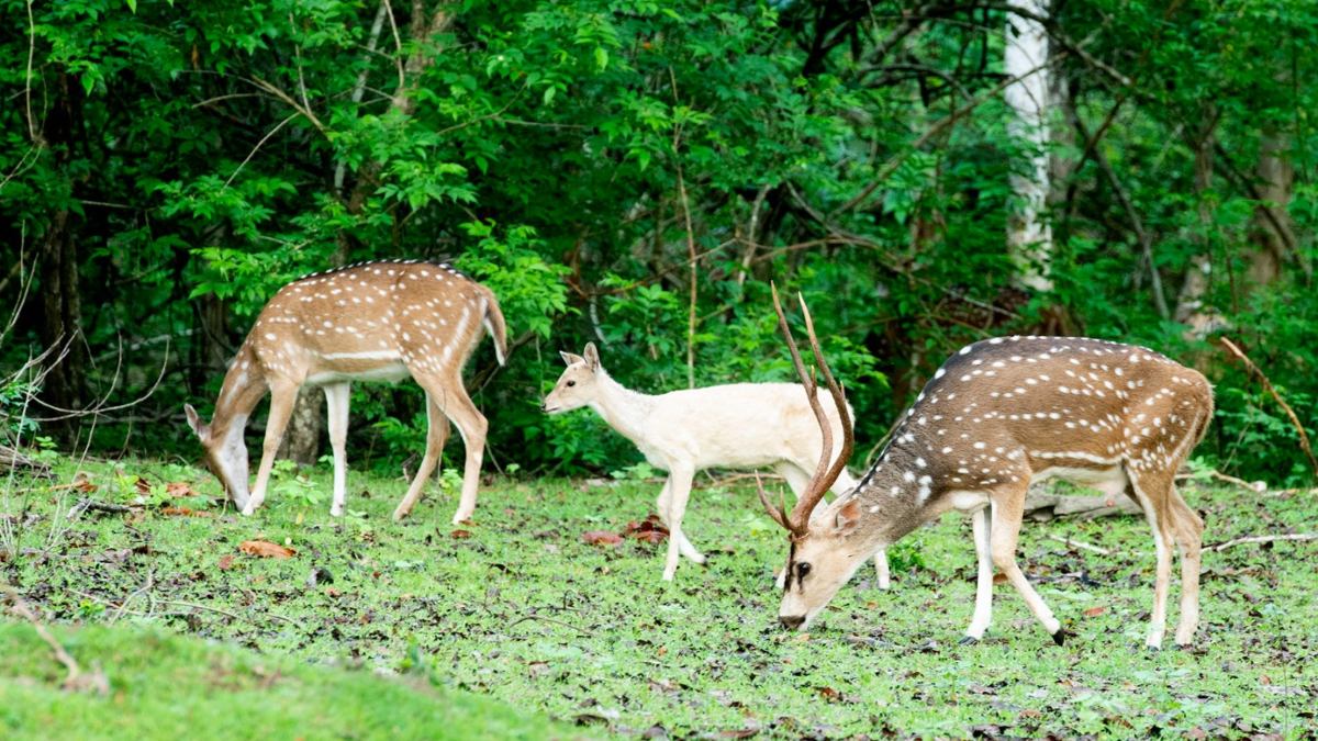 ನಾಗರಹೊಳೆ: ಸಫಾರಿಯಲ್ಲಿ ಅಪರೂಪದ ಬಿಳಿ ಬಣ್ಣದ ಜಿಂಕೆ ಪ್ರತ್ಯಕ್ಷ: ವಿಡಿಯೋ ವೈರಲ್ | Nagarhole: White deer ...