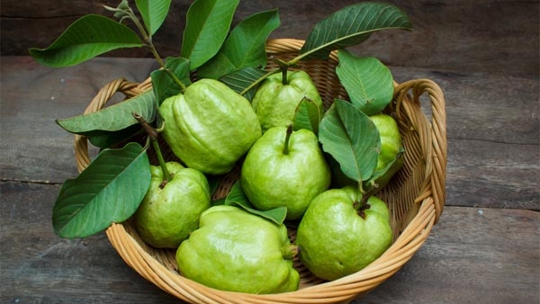 Guava Fruit Health Benefits: ಪ್ರತಿದಿನ ಪೇರಲ ಹಣ್ಣನ್ನು ತಿನ್ನುವುದರಿಂದ ಆಗುವ ...