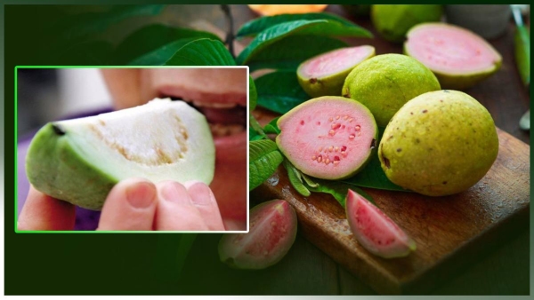 Guava Fruit Health Benefits: ಪ್ರತಿದಿನ ಪೇರಲ ಹಣ್ಣನ್ನು ತಿನ್ನುವುದರಿಂದ ಆಗುವ ಲಾಭಗಳೇನು ಗೊತ್ತಾ? | Perale ...