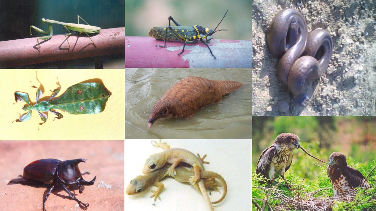 Monsoon season: ಮಲೆನಾಡಿನಲ್ಲಿ ಮುಂಗಾರು ಮಳೆ ಸೃಷ್ಟಿಸುವ ವಿಸ್ಮಯಲೋಕ, ಏನದು ...