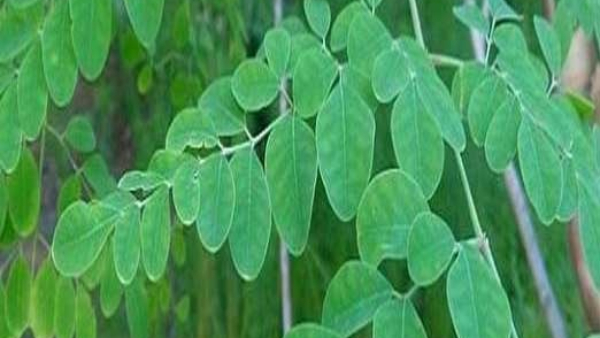 Moringa Leaves Health Benefits: ನುಗ್ಗೆ ಸೊಪ್ಪು ತಿನ್ನೋದರಿಂದ ಆಗುವ ಪ್ರಯೋಜನೆ ...