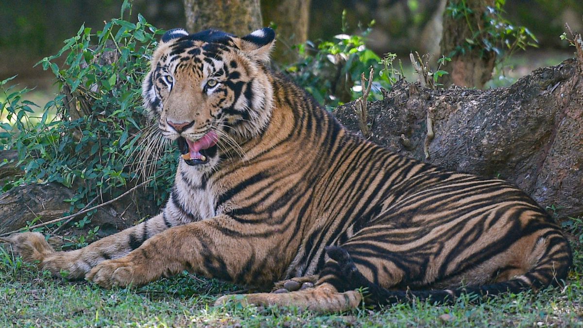 Tigers Day: 7 ತಿಂಗಳಲ್ಲಿ ಕೊಲೆಯಾದ ಹುಲಿಗಳ ಸಂಖ್ಯೆ ಎಷ್ಟು ಗೊತ್ತಾ? | Discover ...