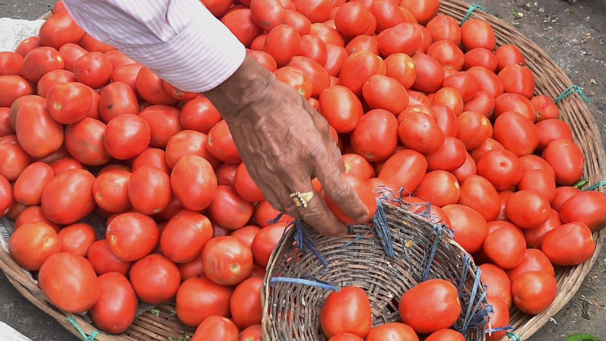 Tomato price: ಟೊಮೆಟೊ ಬೆಳೆಗೆ ಕಾವಲು ಕಾಯುತ್ತಿದ್ದ ಆಂಧ್ರಪ್ರದೇಶದ ರೈತ ಬಲಿ ...