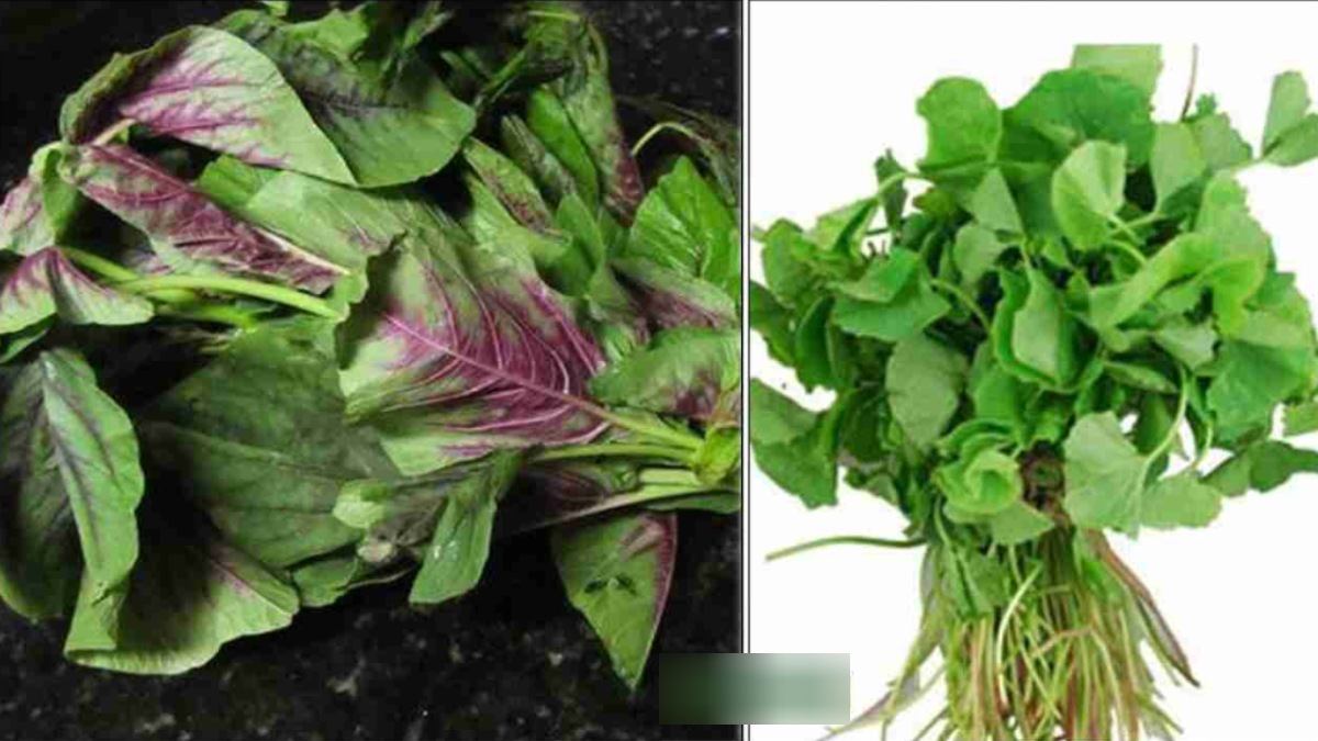 Amaranth Leaves Benefits: ಹರಿವೆ ಸೊಪ್ಪು ತಿಂದರೆ ತಡೆಯುವುದು ಮುಪ್ಪು: ಅಮರಂಥ್ ...